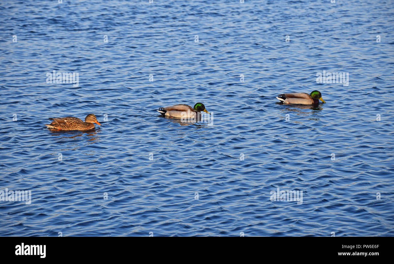 Three mallard ducks swimming in blue wavy river water with ripples ...