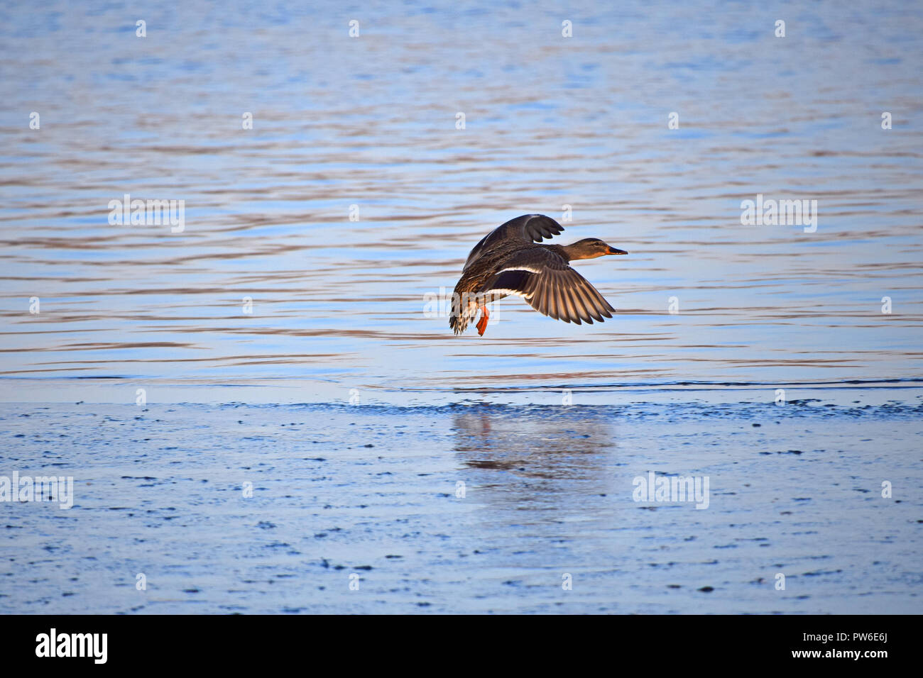 One mallard duck flying above blue wavy river water, low angle side ...