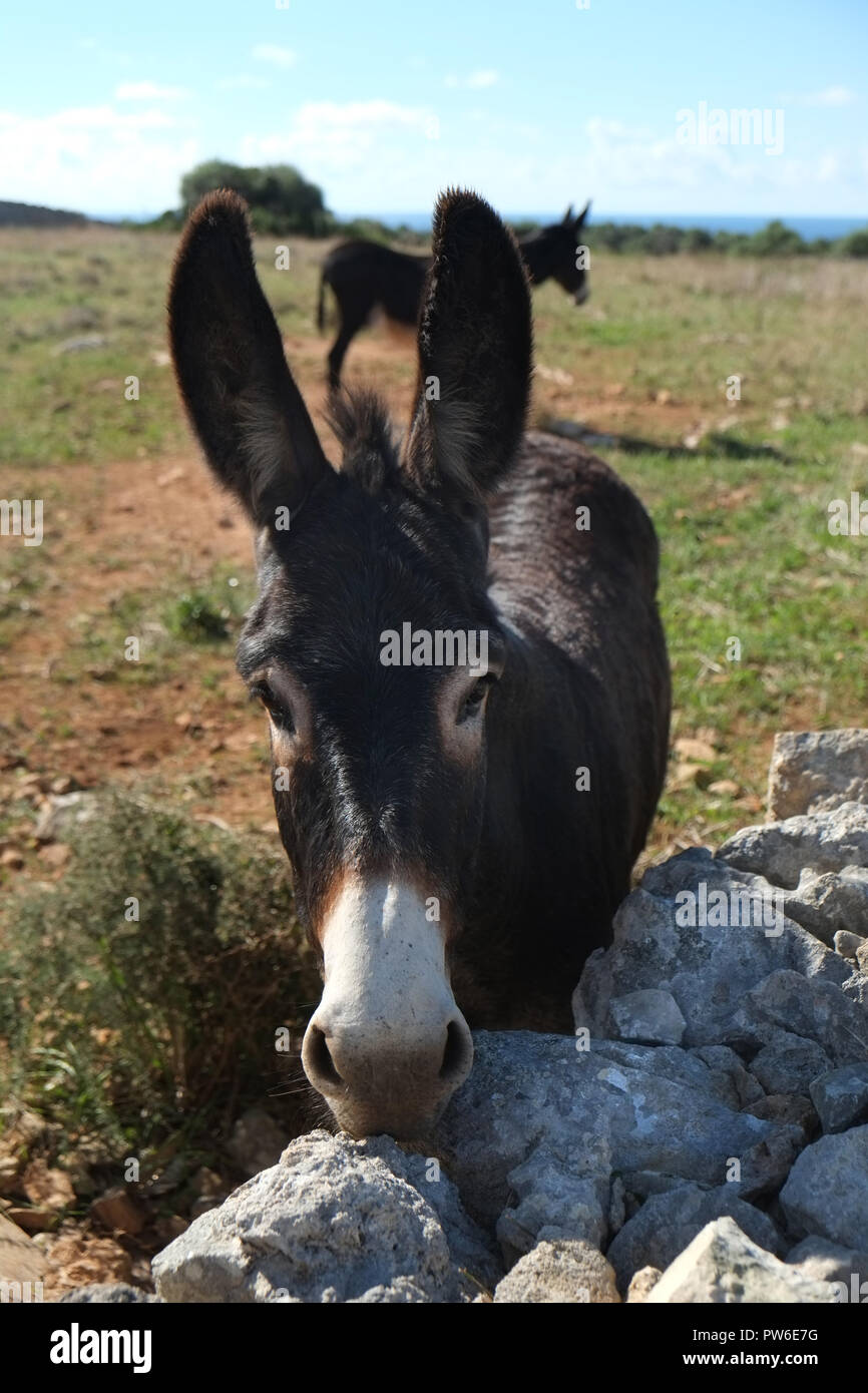 A donkey looks straight at the camera over a stone wall in a field in ...