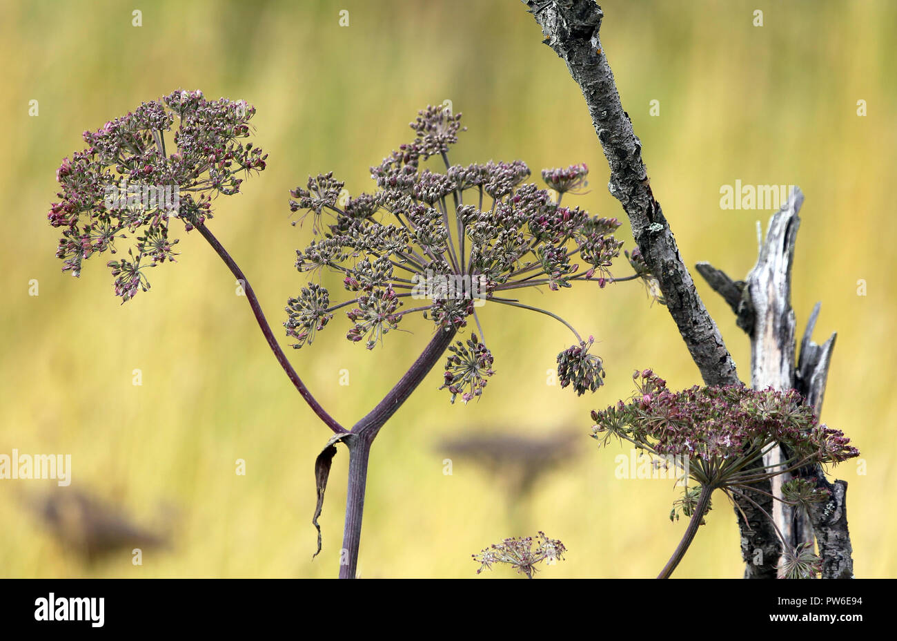 closeup of plant showing texture and pattern Stock Photo - Alamy