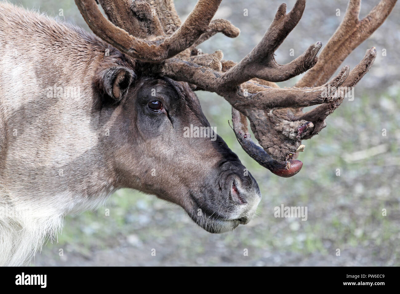closeup of caribou head shot and velvet antlers Stock Photo - Alamy