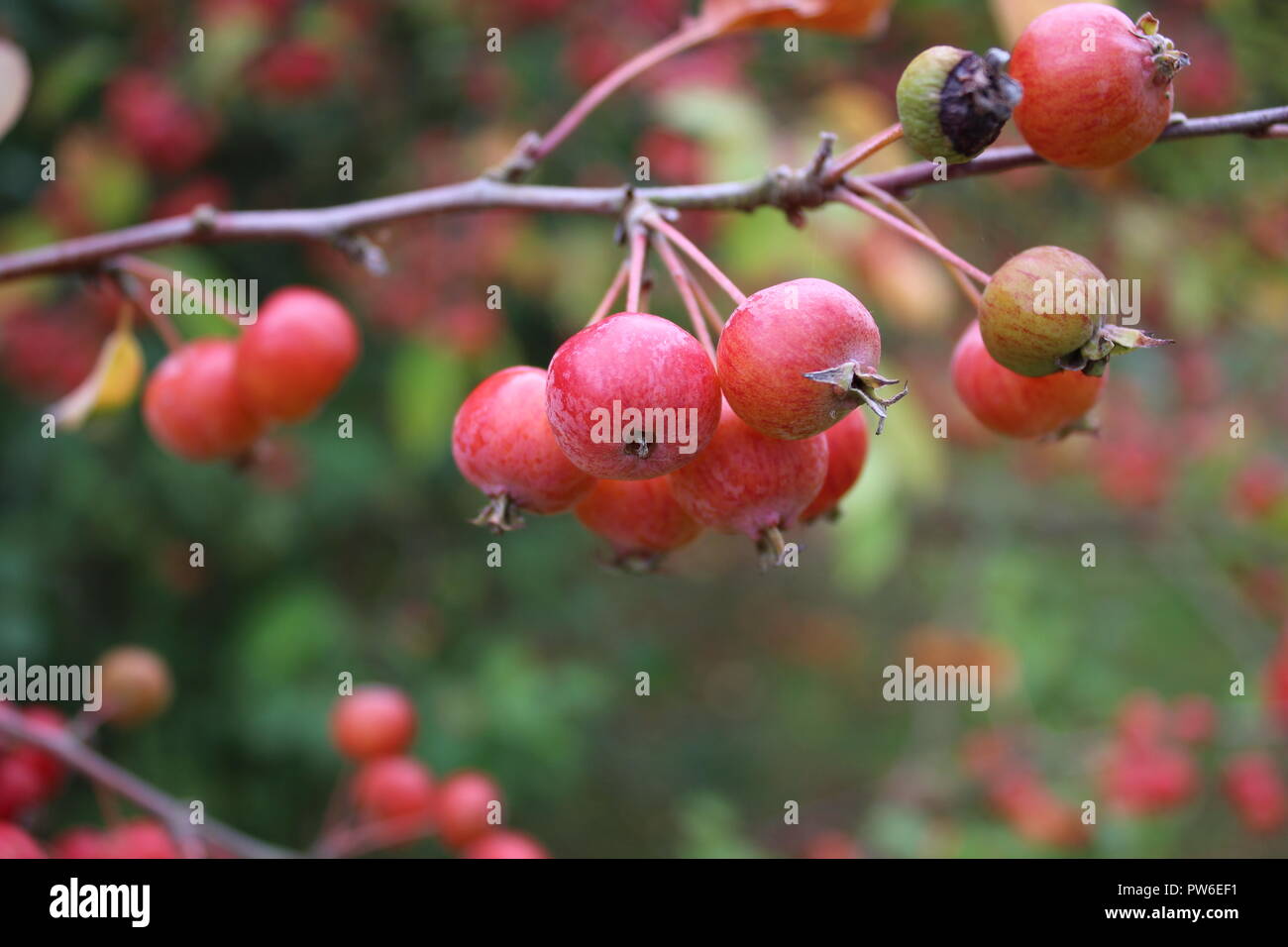 Wildfood hi-res stock photography and images - Alamy