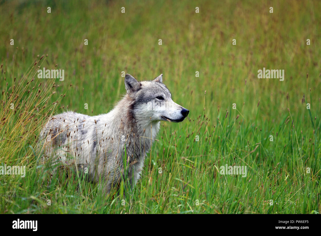 Staring wolf hi-res stock photography and images - Alamy