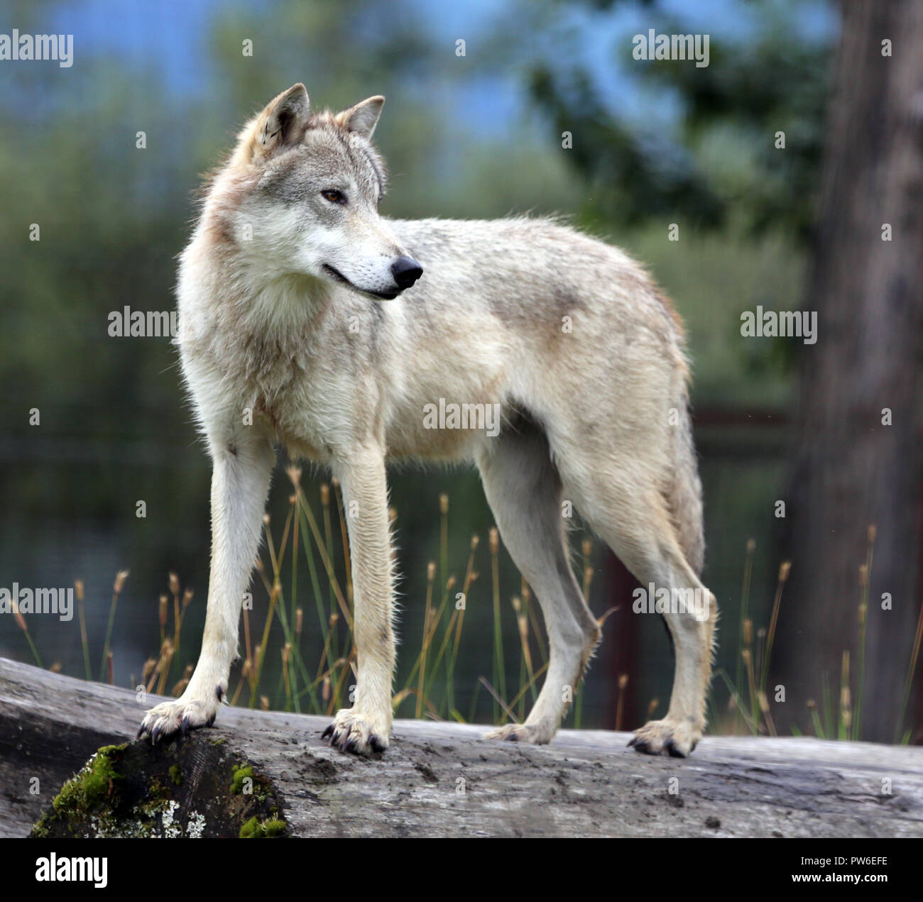 Wolf standing hi-res stock photography and images - Alamy