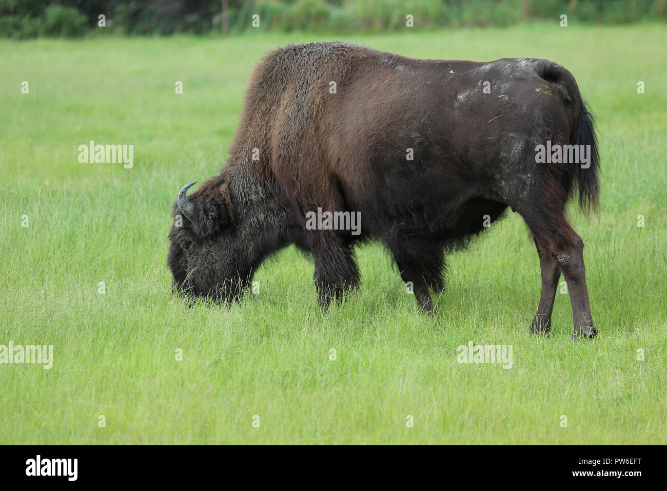 bison feeding in meadow Stock Photo - Alamy
