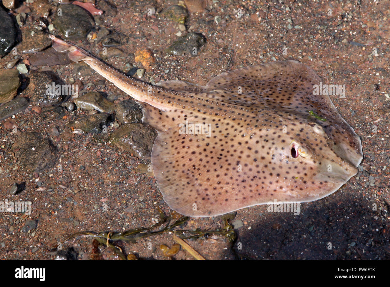 colorful spotted skate trapped in pound net at low tide, Nova Scotia ...