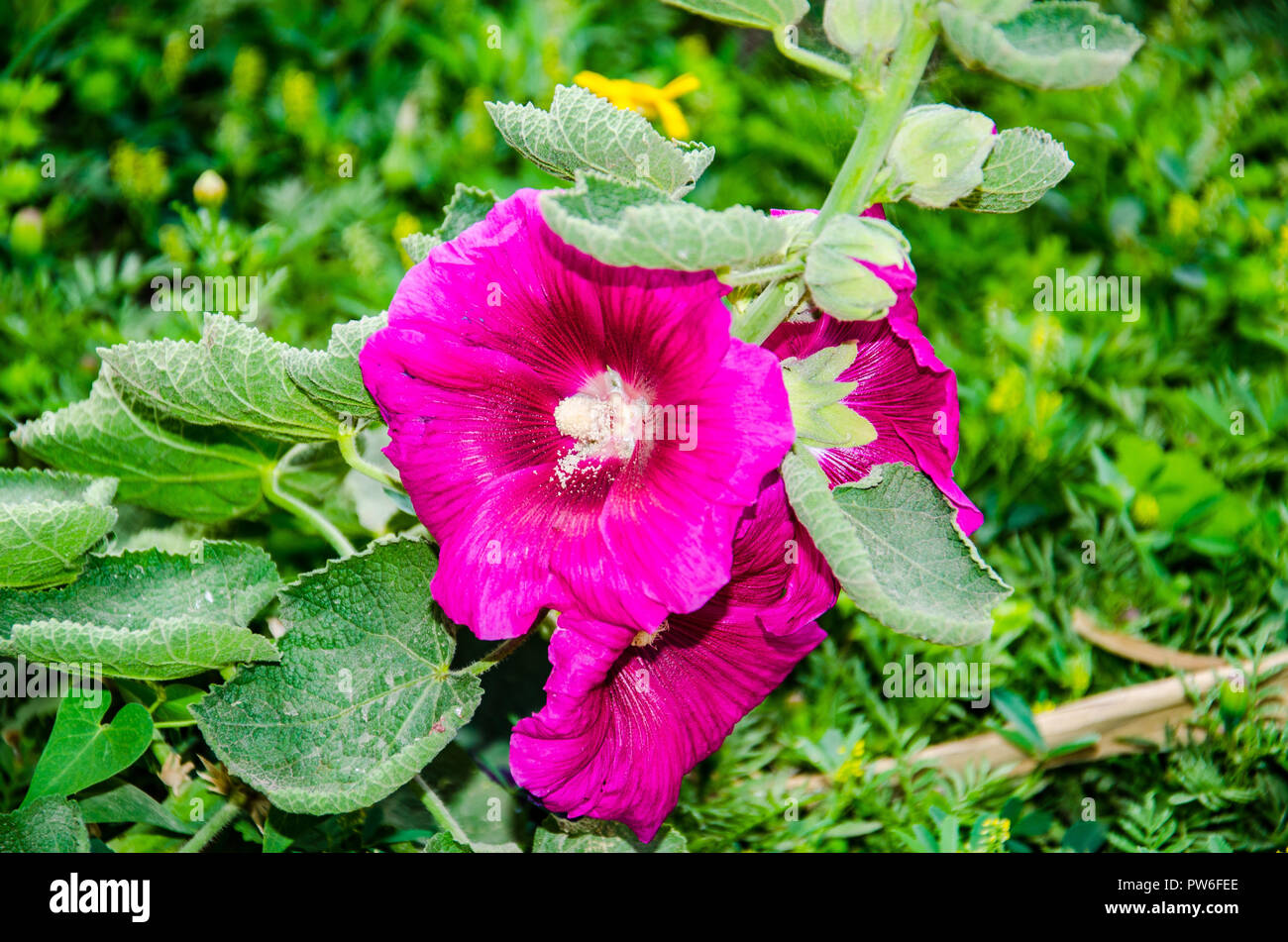 Menfi Unesco World Heritage, Cairo, Egypt - April 2018. Hibiscus Flower ...