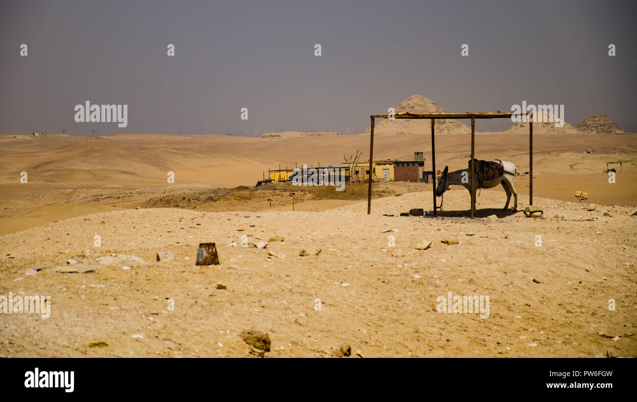 Egyptian man hi-res stock photography and images - Alamy