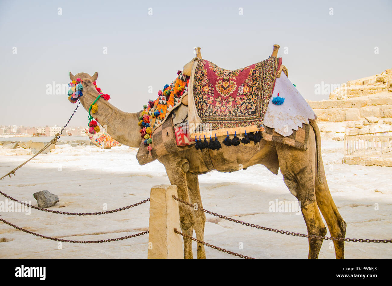 Egyptian camel hi-res stock photography and images - Alamy