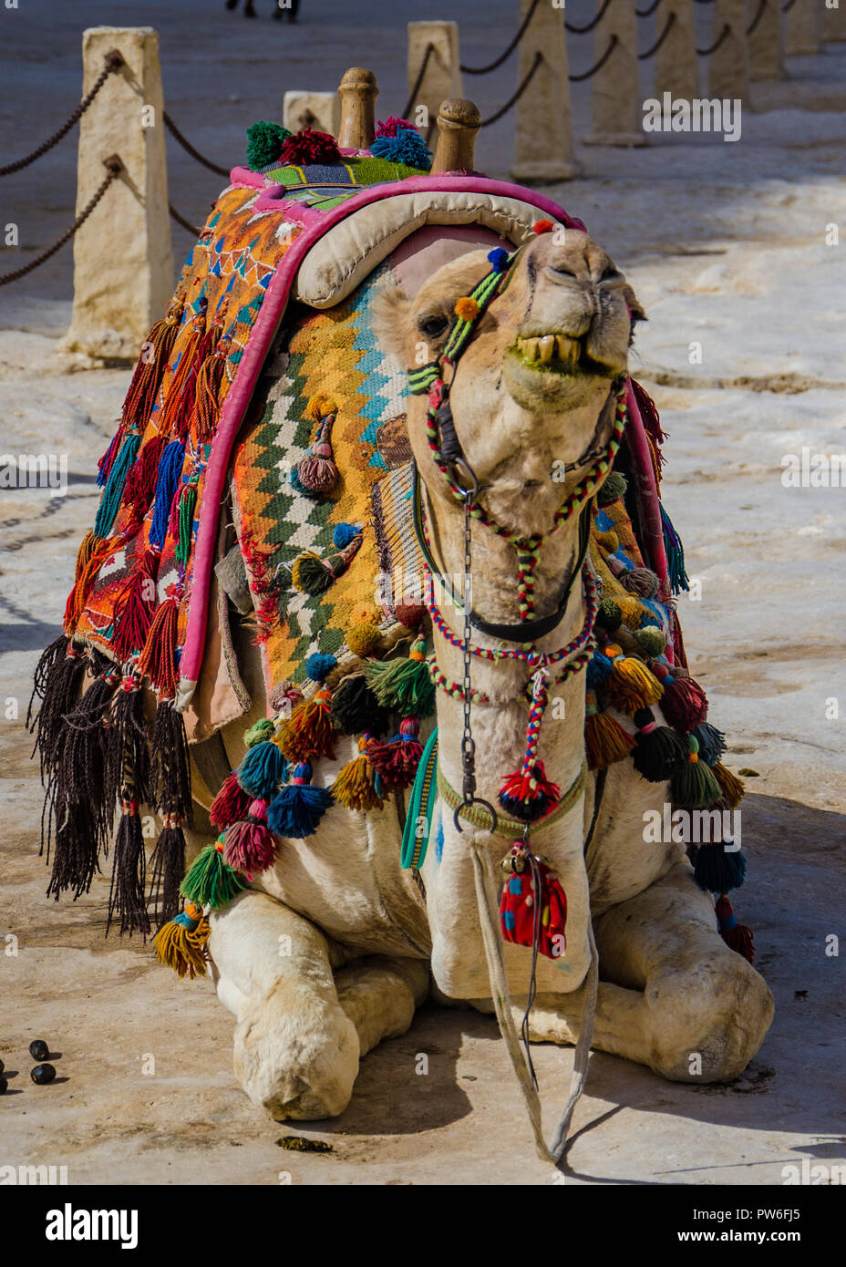 Egyptian camel hi-res stock photography and images - Alamy