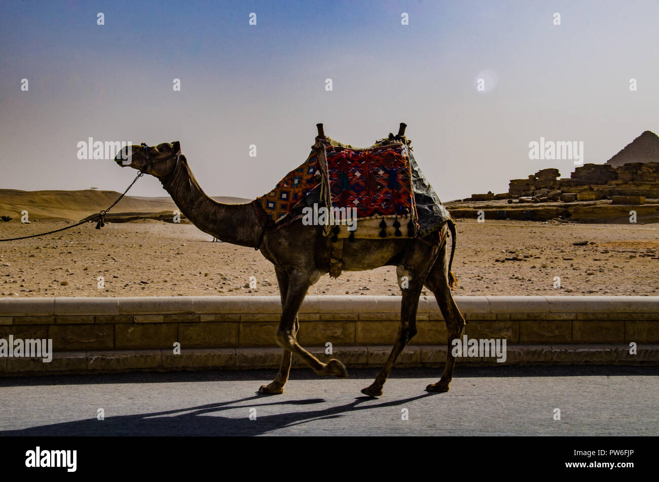 Egyptian camel hi-res stock photography and images - Alamy