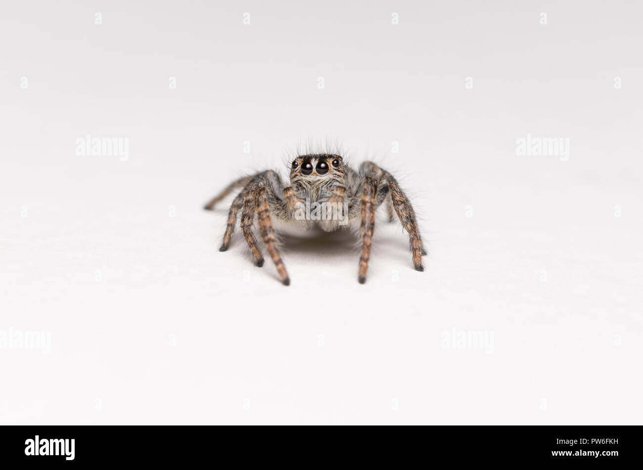 Philaeus chrysops - macro photo of jumping spider isolated on white ...