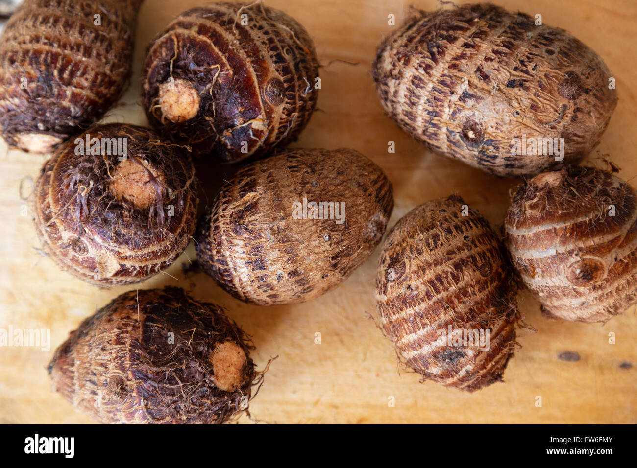 Colocasia Esculenta High Resolution Stock Photography and Images - Alamy