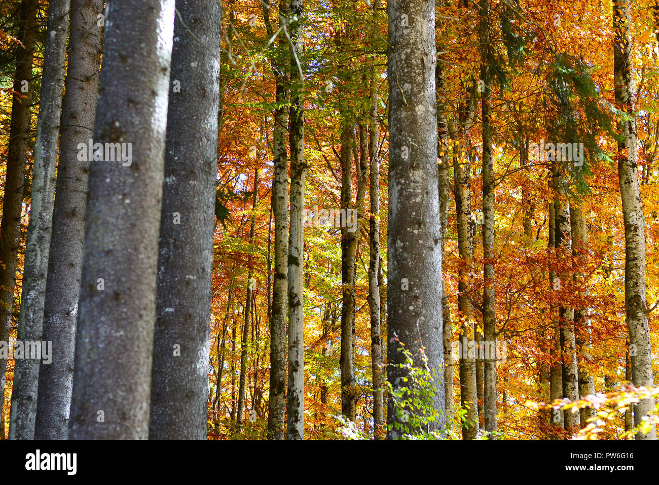 a beautiful colorful autumn in the forests from October to November ...