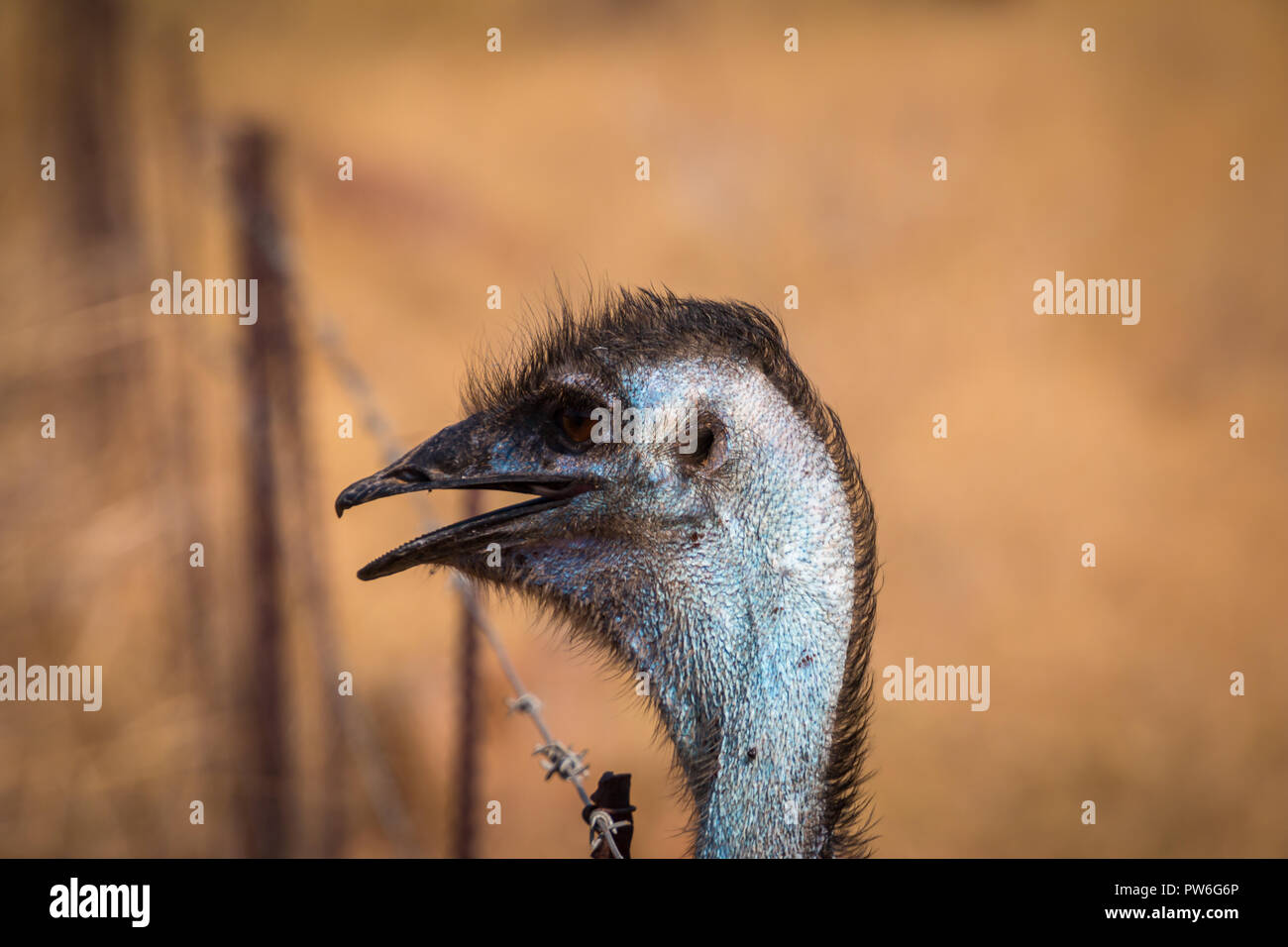 Emu fence hi-res stock photography and images - Alamy
