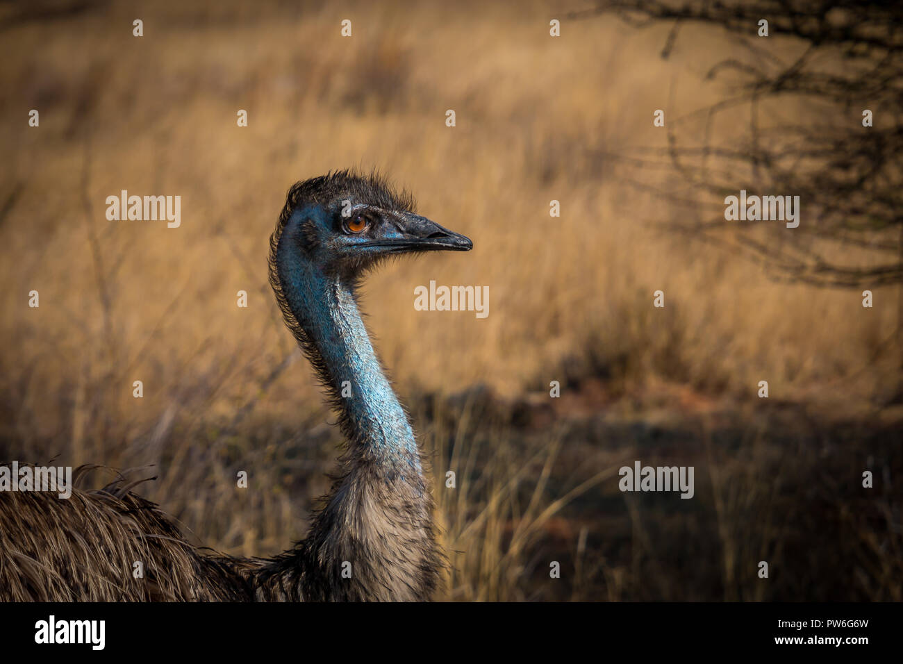 Tall emu hi-res stock photography and images - Alamy