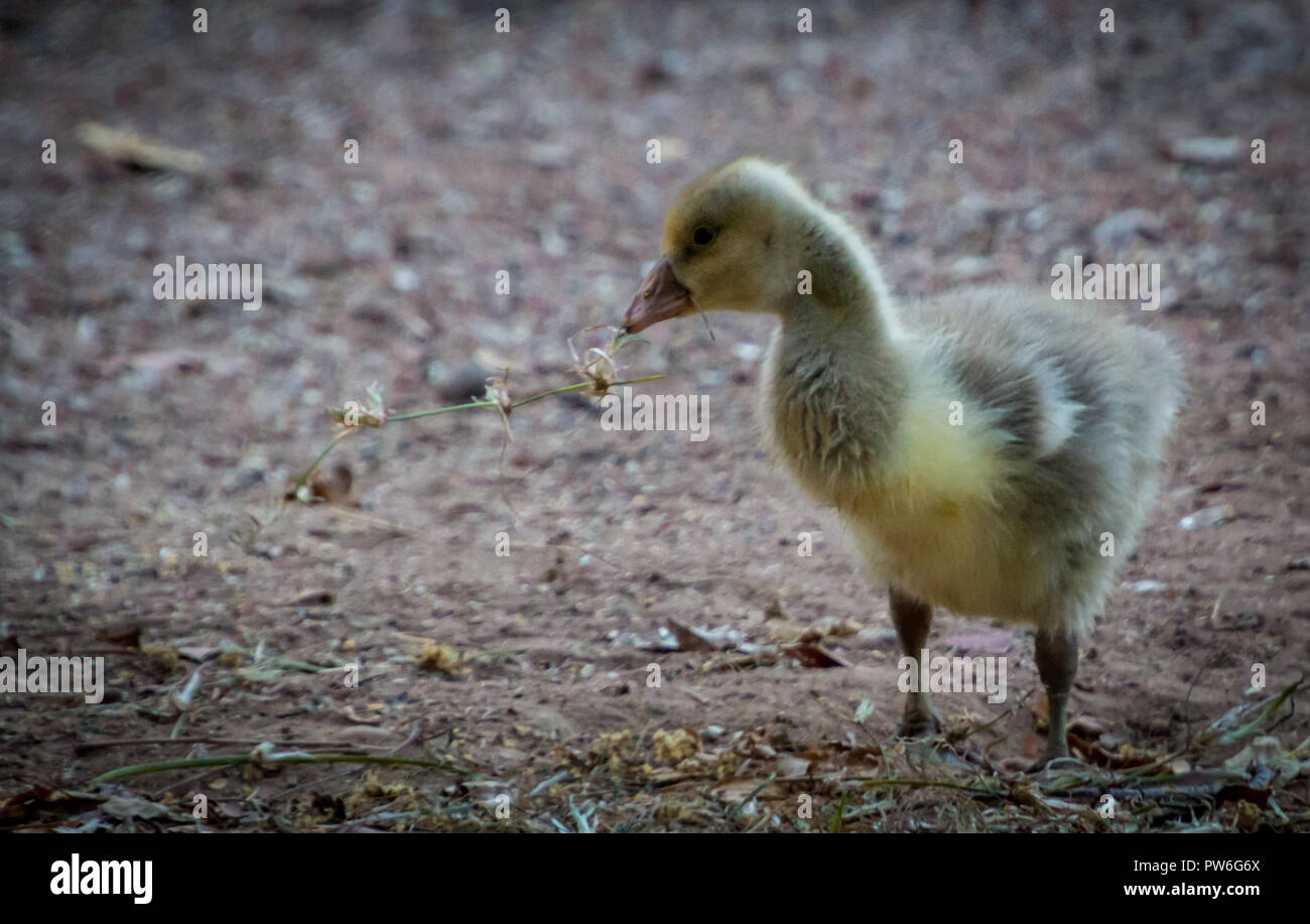 Fluffy gosling hi-res stock photography and images - Alamy