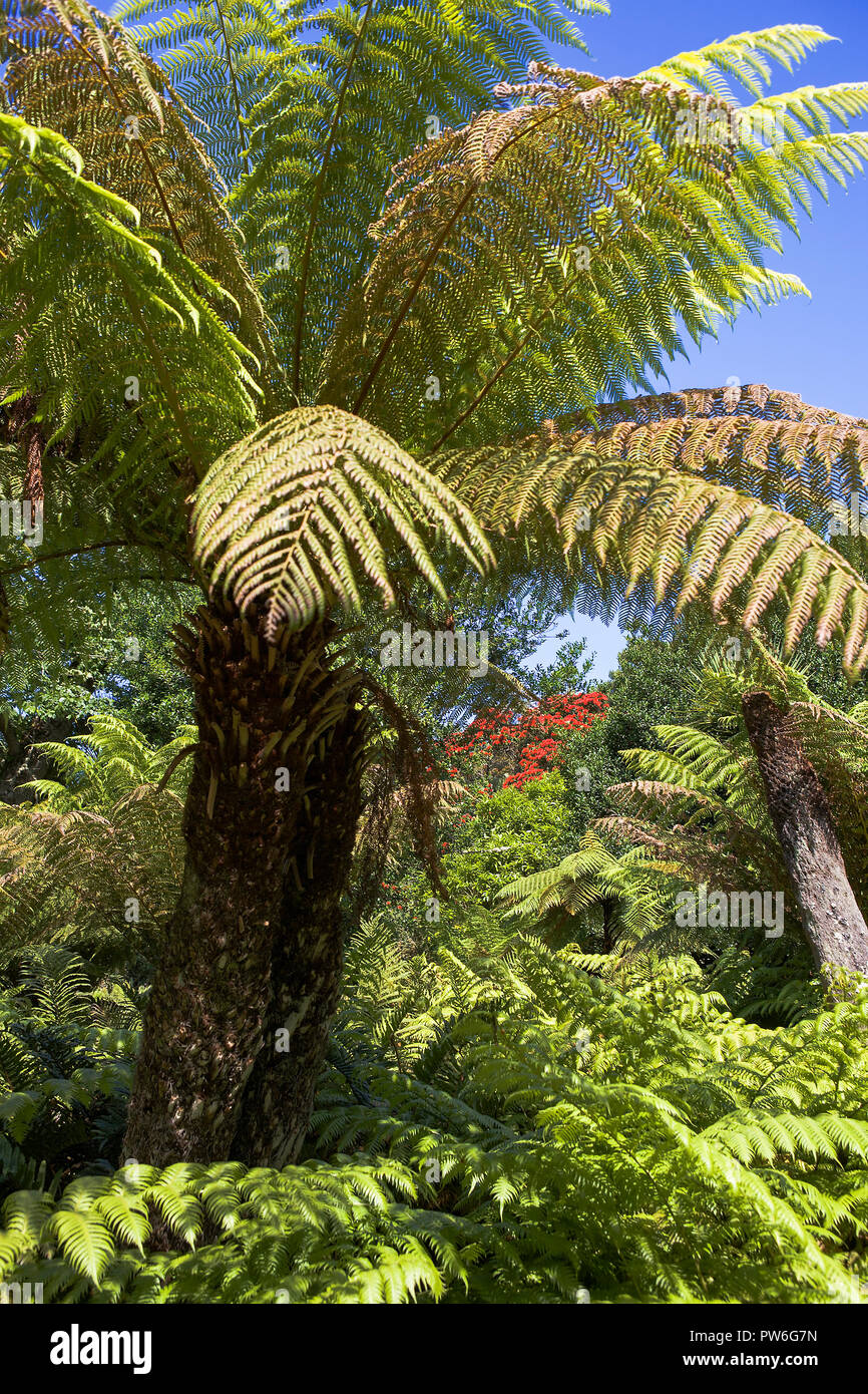 Tree fern uk garden hi-res stock photography and images - Alamy