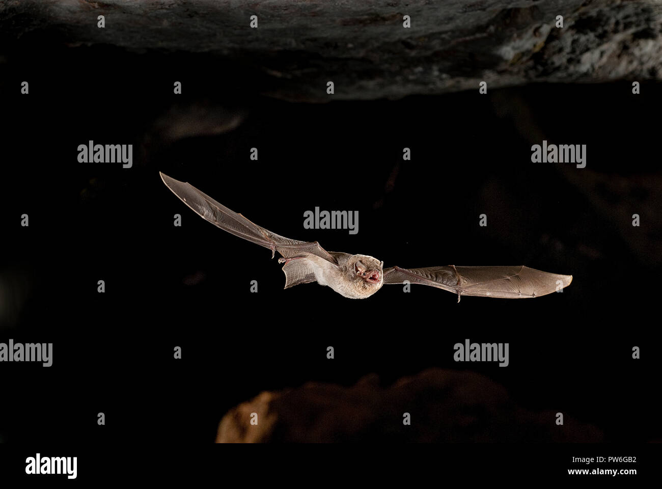 Common bent-wing bat, cave bat flying Stock Photo - Alamy