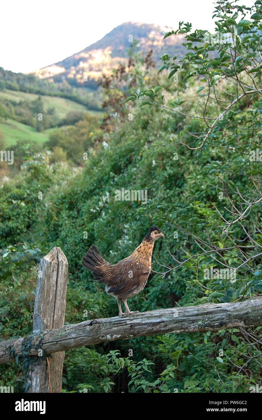 Tree climbing chickens hi-res stock photography and images - Alamy