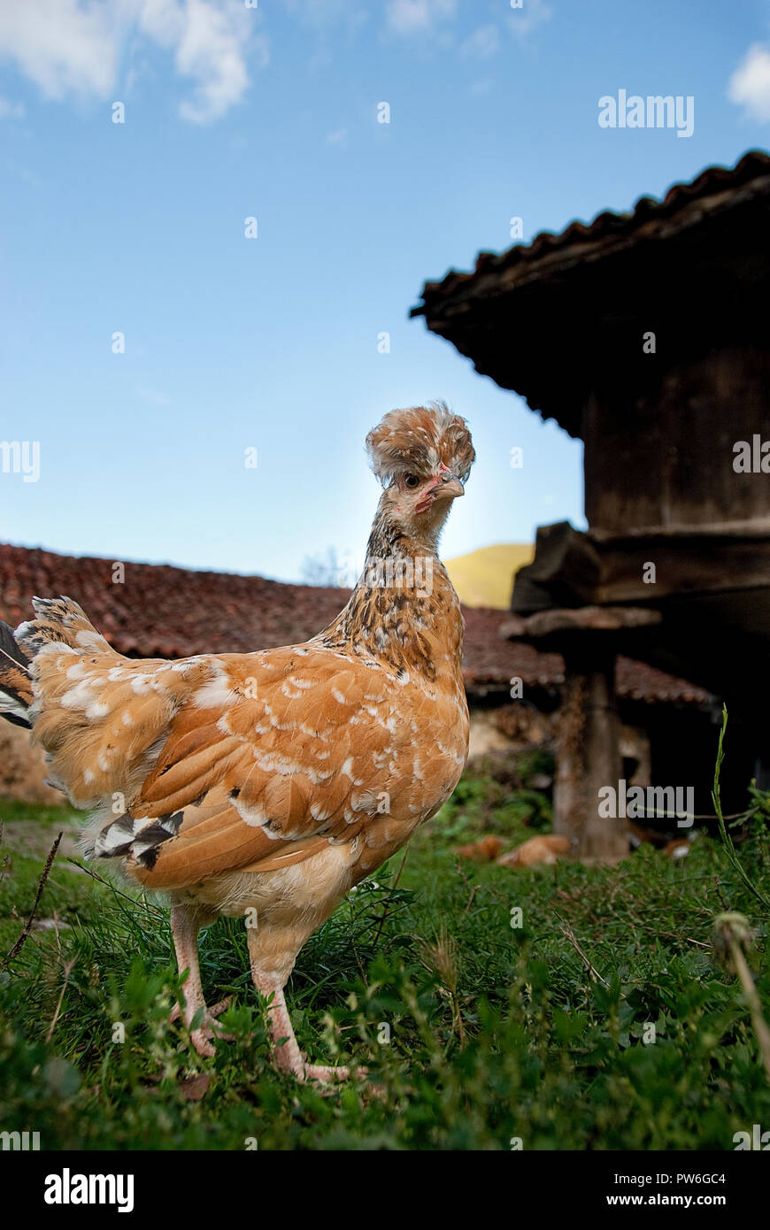 Hen in the hen house, breed of hen Stock Photo - Alamy