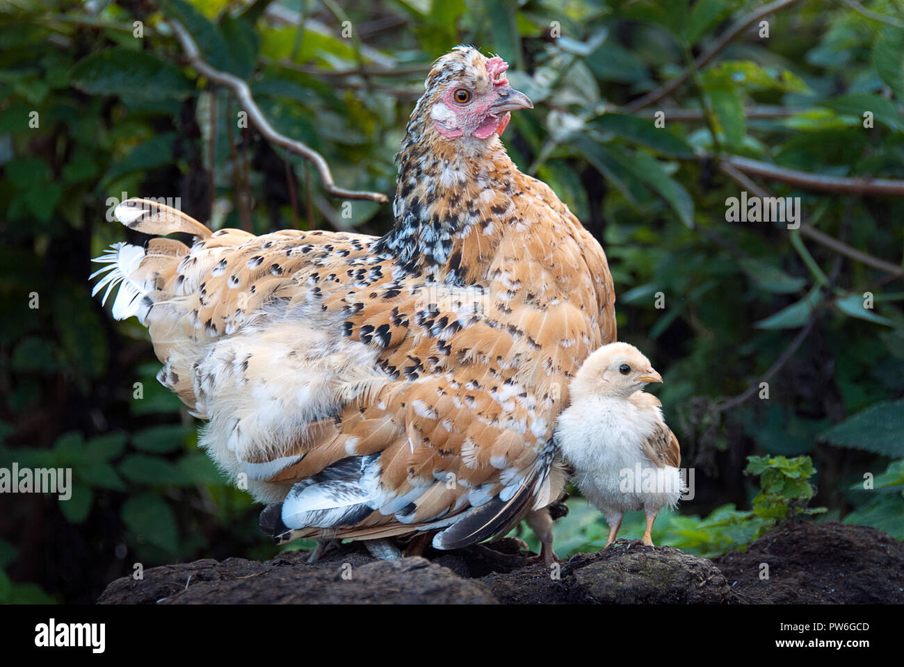Hen with her chicks, protecting herself under her mother's feathers ...