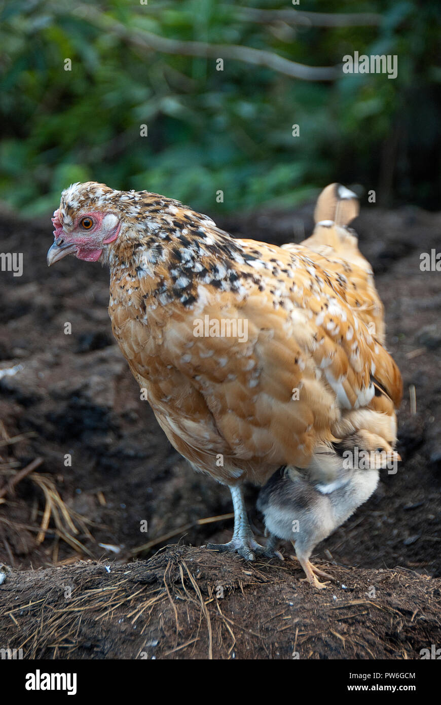 Hen with her chicks, protecting herself under her mother's feathers ...