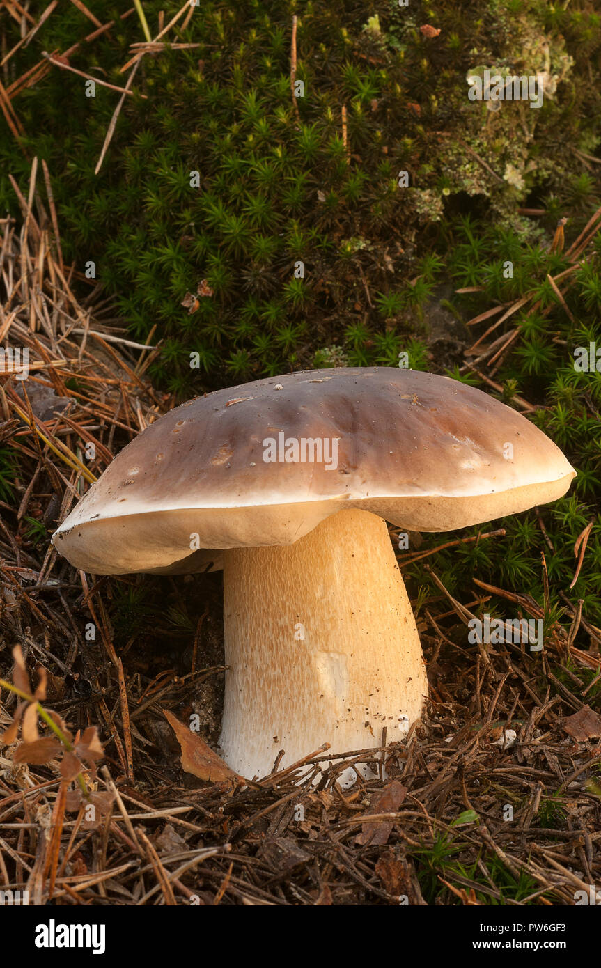 Mushroom, boletus edulis, in pine forest Stock Photo - Alamy