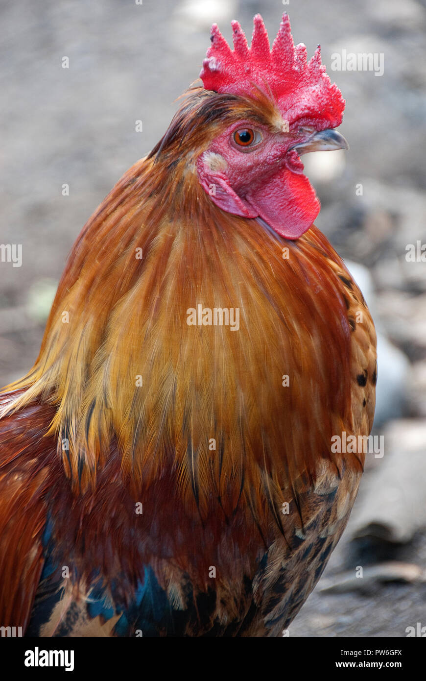portrait of Rooster, crest of rooster Stock Photo - Alamy