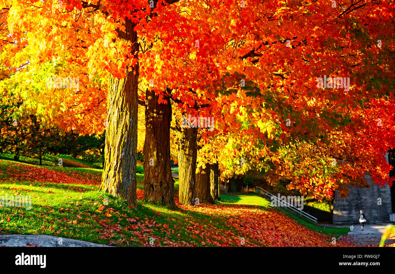 Sugar maple tree hi-res stock photography and images - Alamy