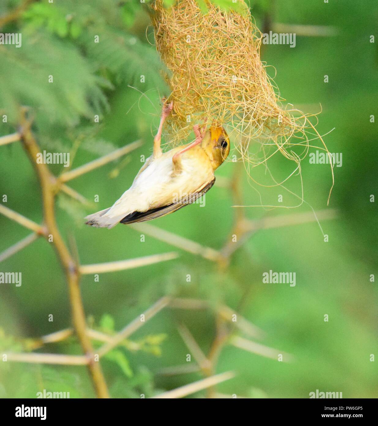 Yellow bird hanging from nest hi-res stock photography and images - Alamy