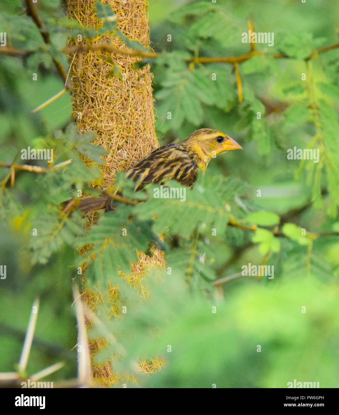 Nest weaving Baya Weaver Bird Stock Photo - Alamy