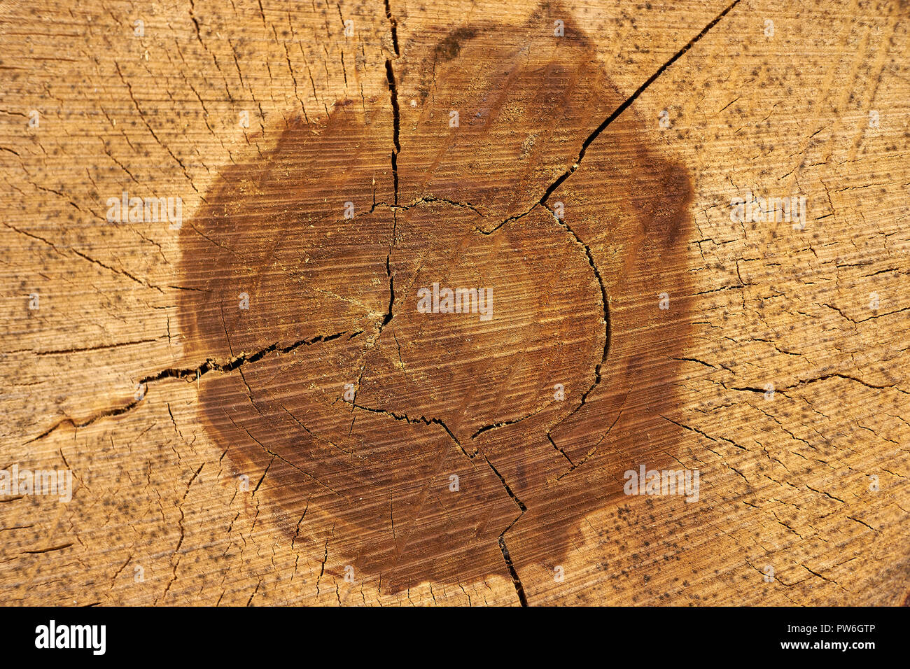 Tree ring texture hi-res stock photography and images - Alamy