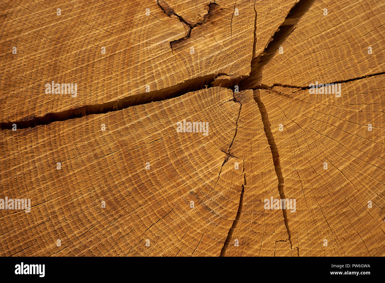 Cut tree logs. Close-up on tree rings and texture Stock Photo - Alamy