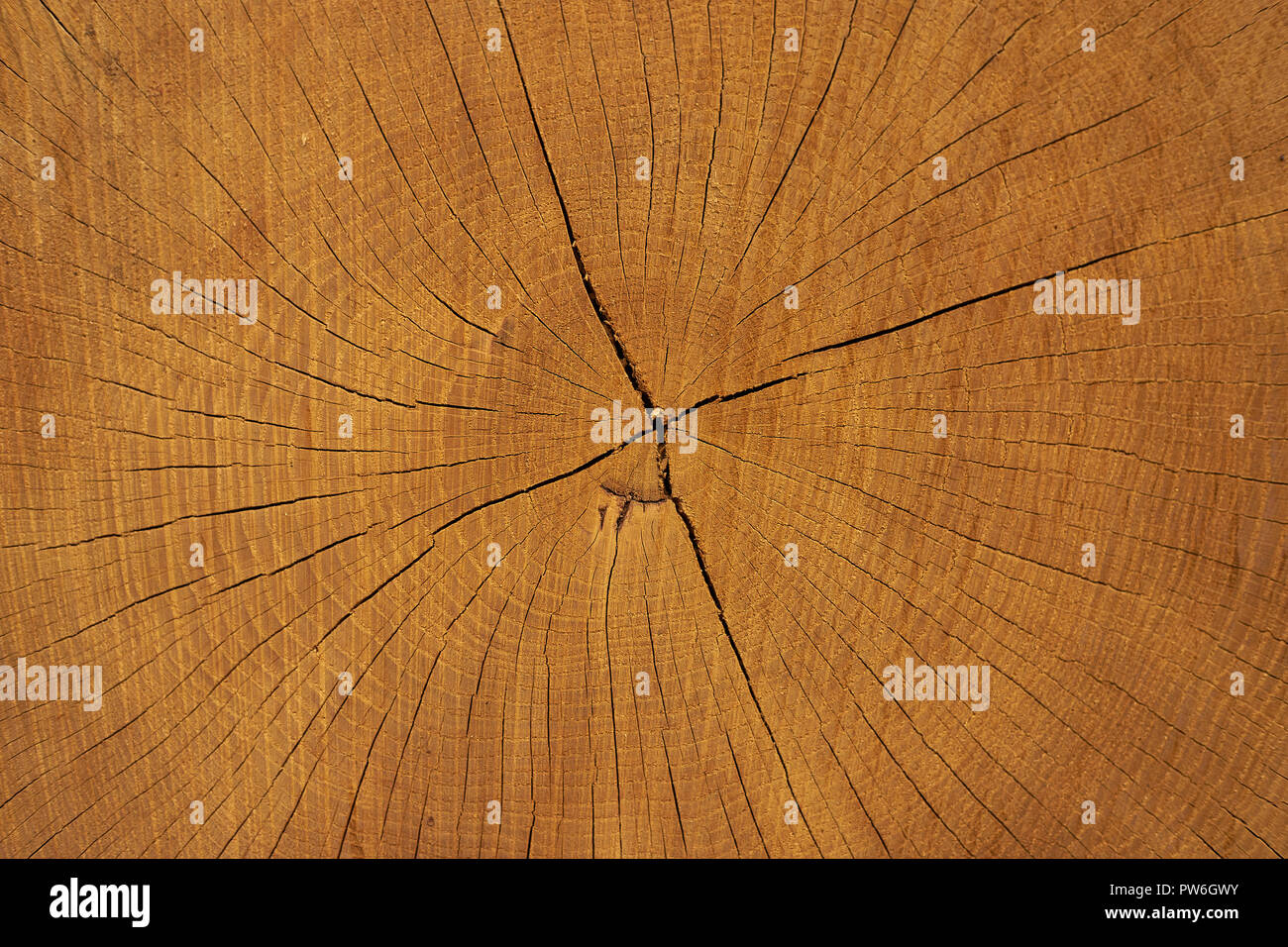 Background pattern tree logs texture hi-res stock photography and ...