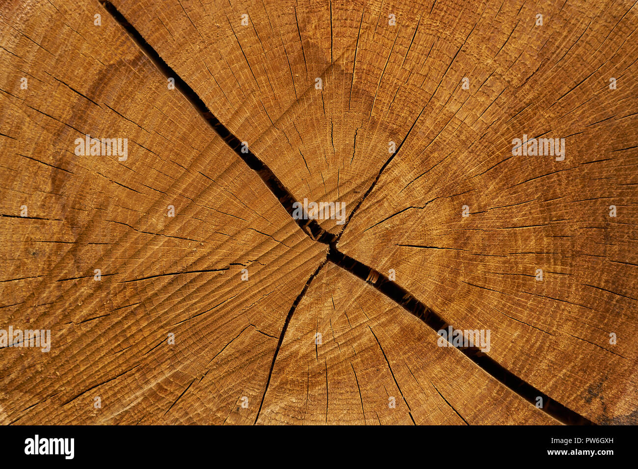 Background pattern tree logs texture hi-res stock photography and ...