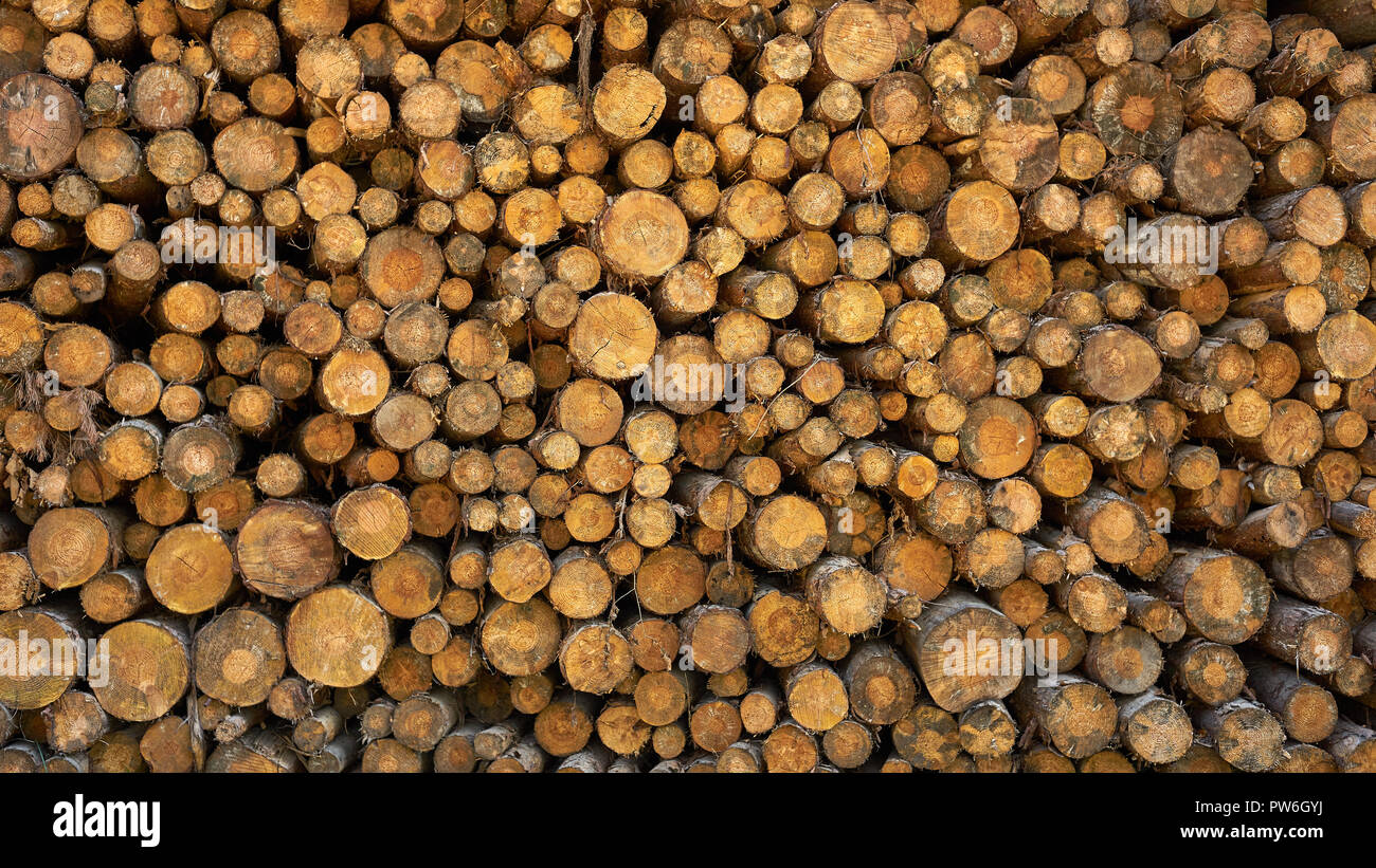 Chopped tree hi-res stock photography and images - Alamy