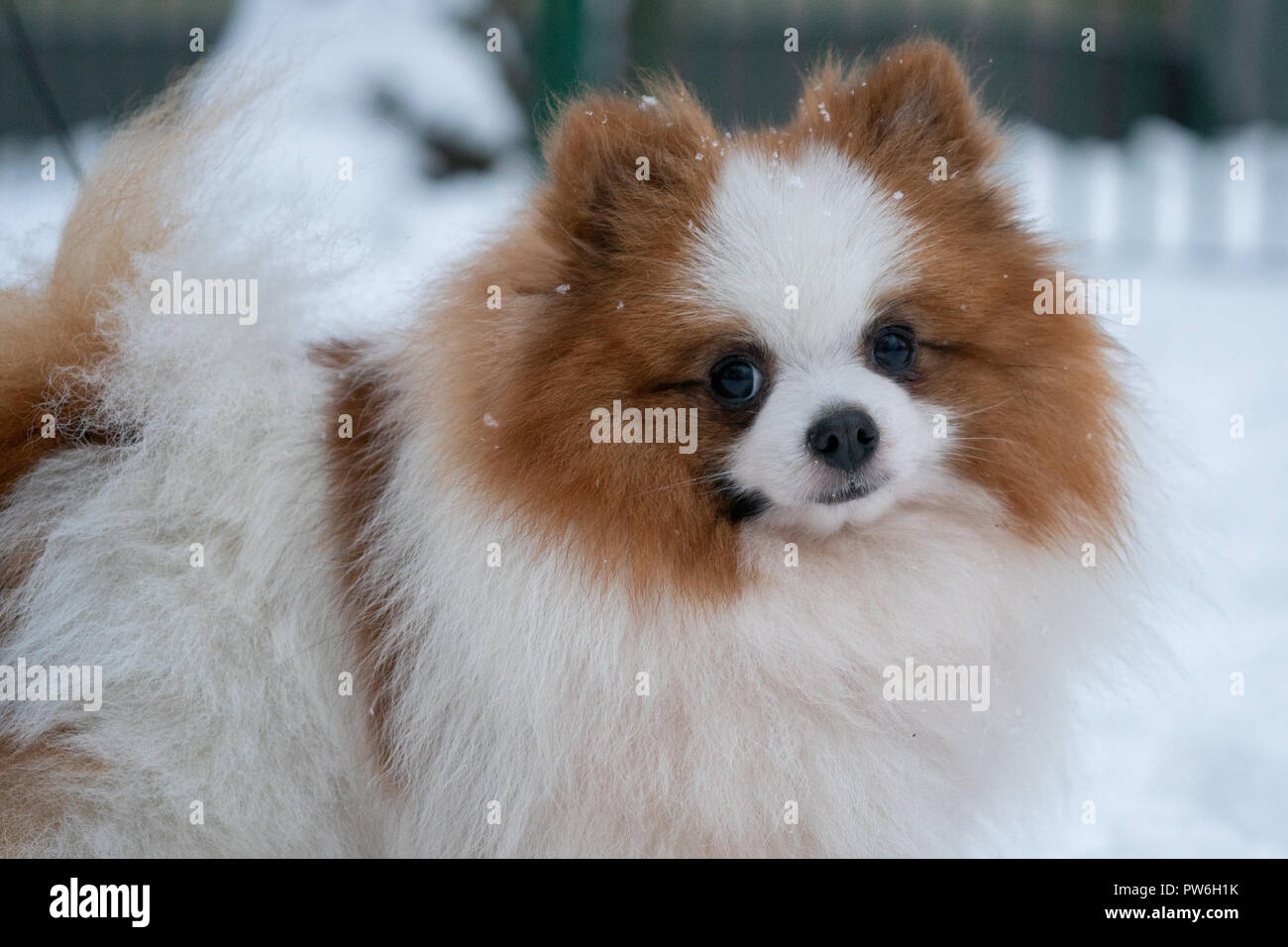 Beautiful German Spitz dog Stock Photo - Alamy