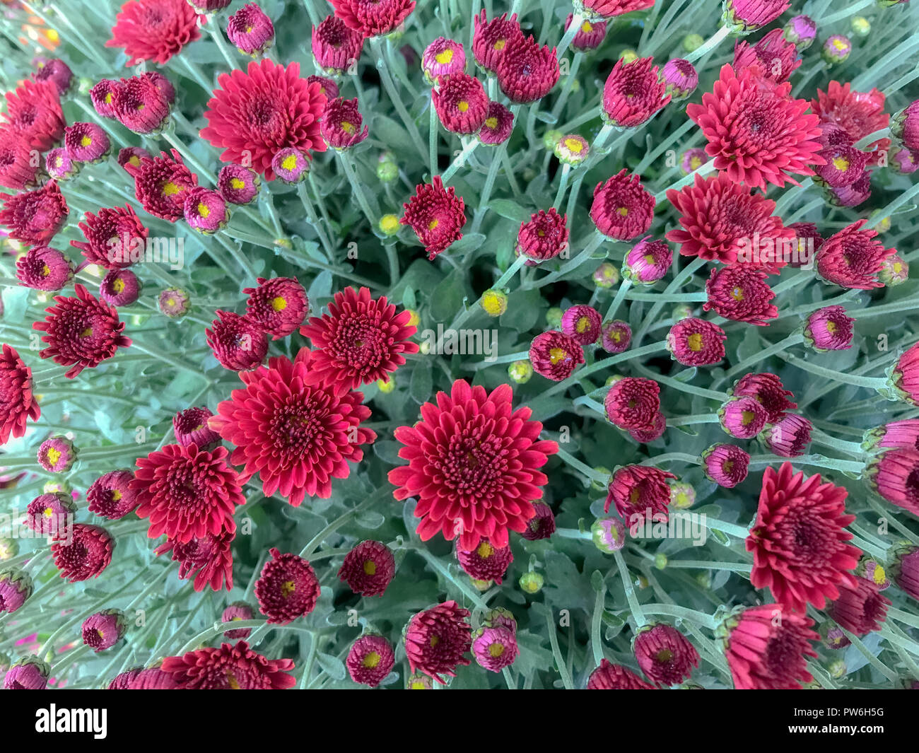 Large Group of Red Chrysanthemums in Bloom Stock Photo - Alamy