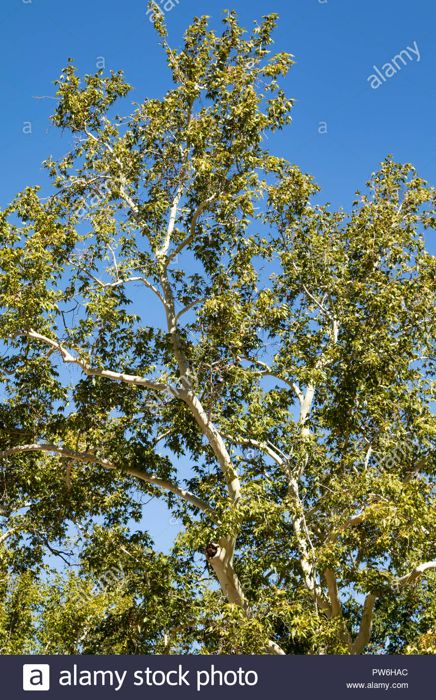 Sycamore Tree Arizona Stock Photos & Sycamore Tree Arizona Stock Images ...