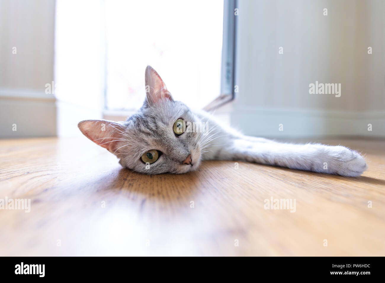 Funny gray cat at home Stock Photo - Alamy