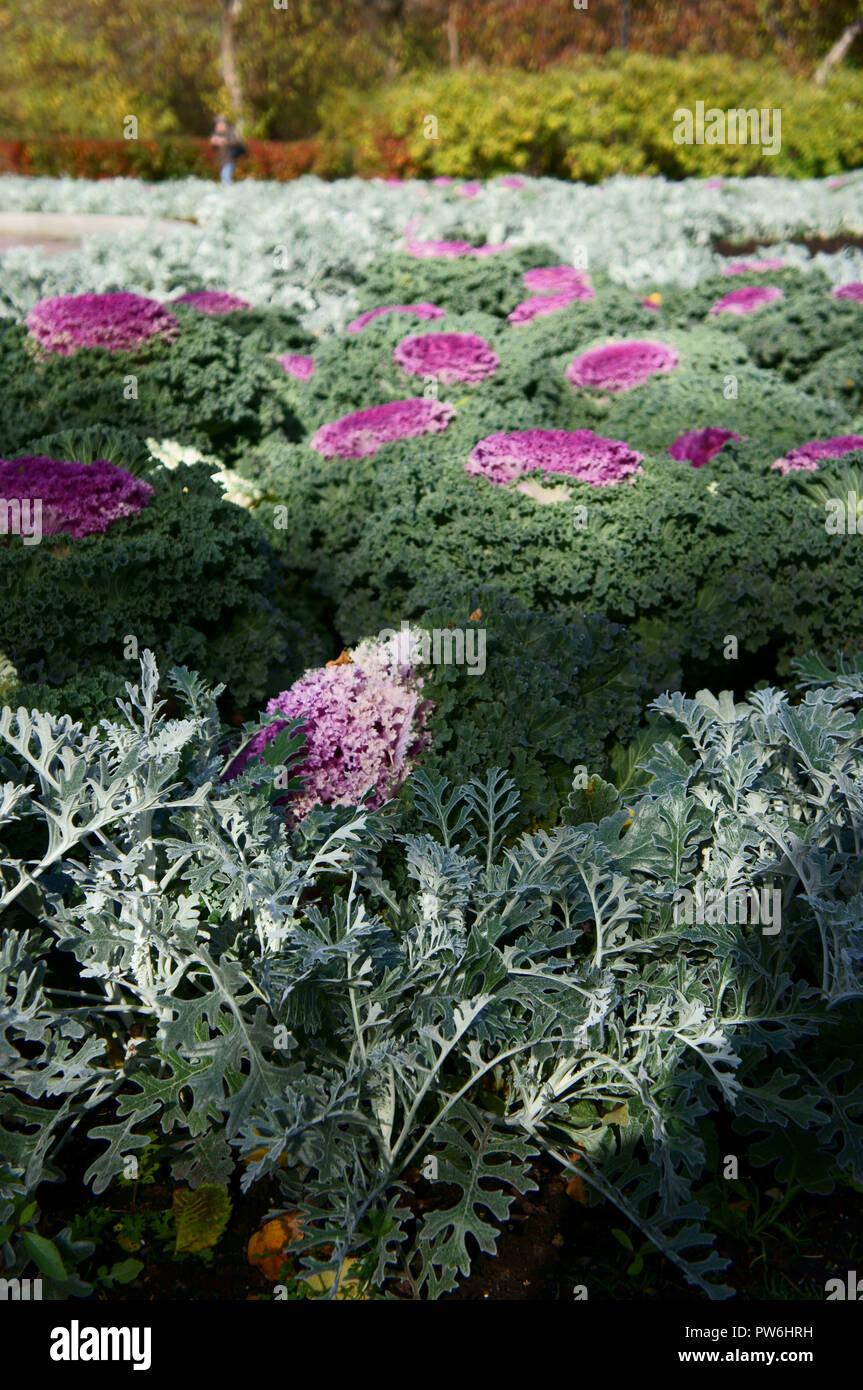 a lot of bright pink ornamental cabbage on the lawn in the park in ...