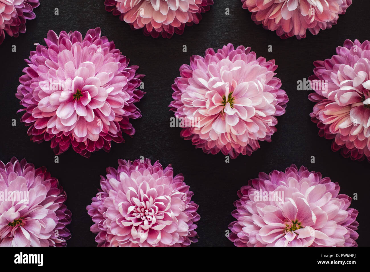 Pink Mums High Resolution Stock Photography and Images - Alamy