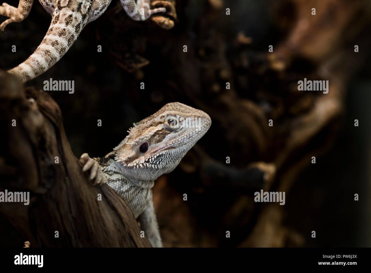 Cold blooded reptile hi-res stock photography and images - Alamy
