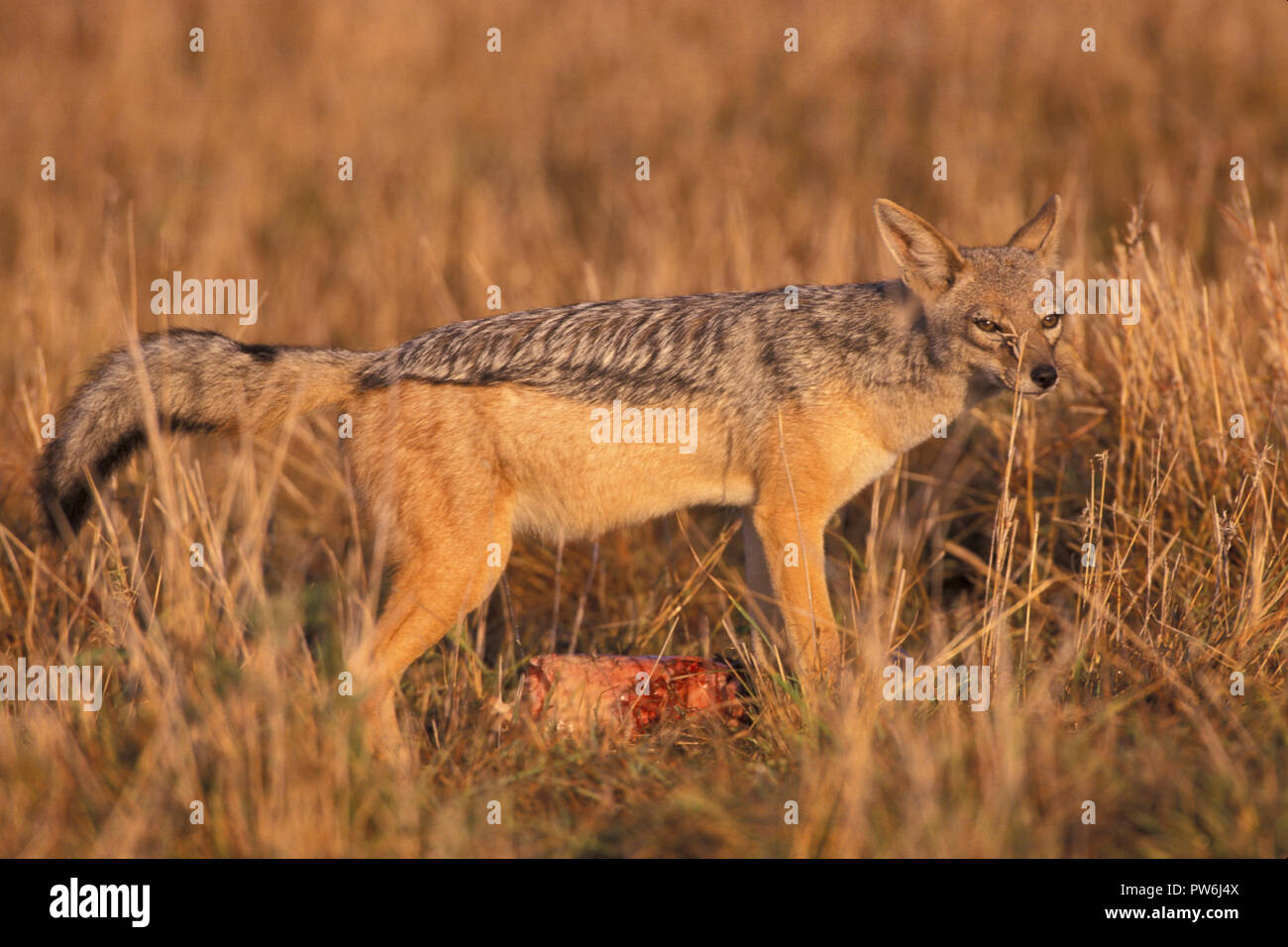NOT 1216475 BLACK BACKED JACKAL Canis mesomelas Silver-backed Jackal ...