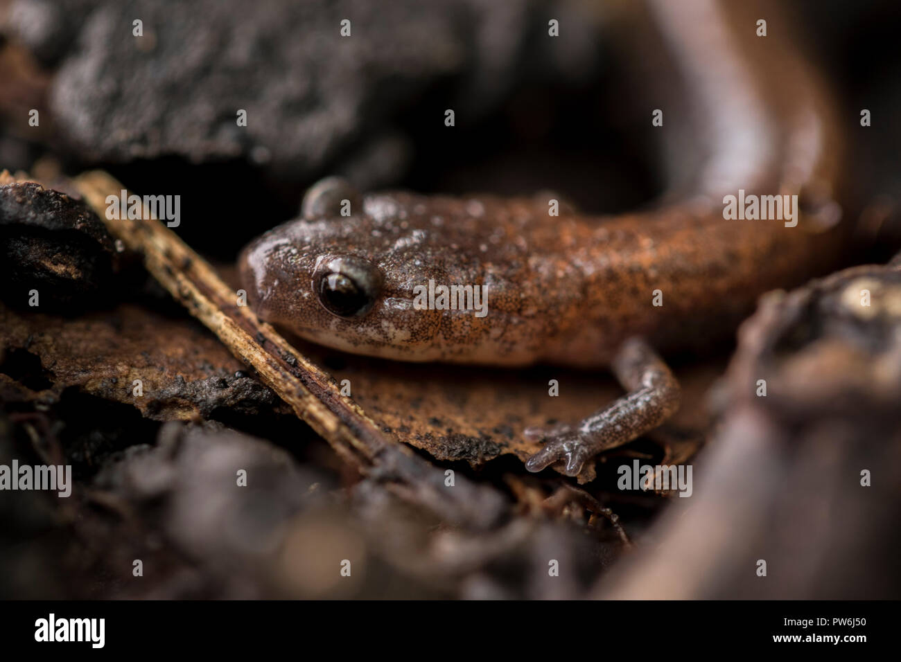 Black eyes lizard hi-res stock photography and images - Alamy