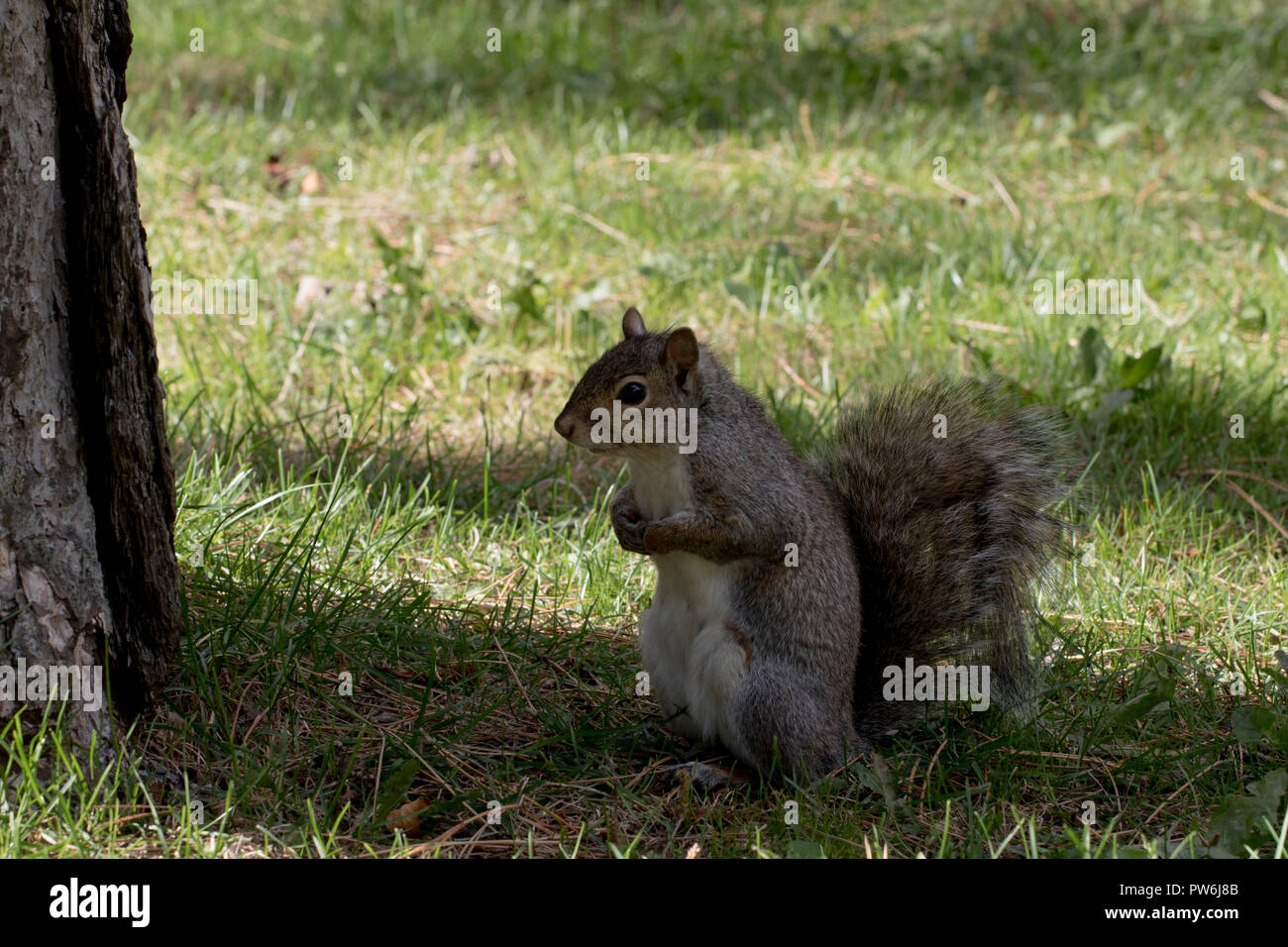 Cute grey squirrel with fluffy tail sitting on the grass in a park ...