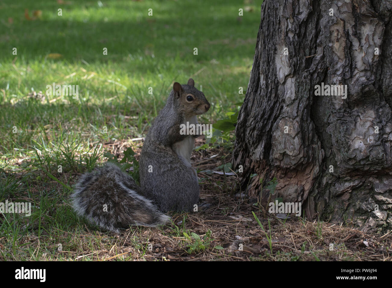 Little animals hi-res stock photography and images - Alamy