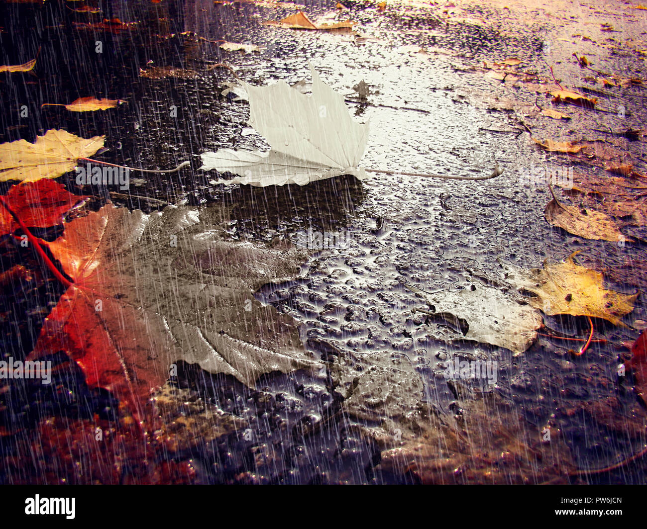 Bright fiery maple leaves like a yellow fire-a beautiful image Stock ...
