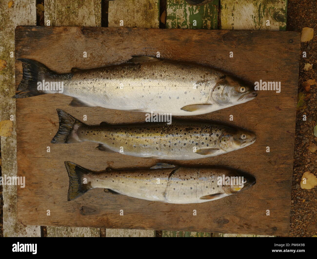 Baltic salmon successful fishing Stock Photo - Alamy